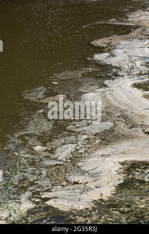 dirty water in a lake or river in the summer or spring season, wildlife ...