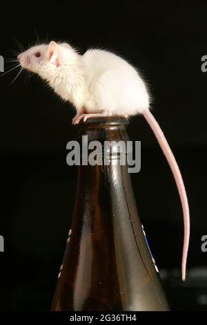 Side view of an albino white mouse looking up, Mus musculus, in front ...