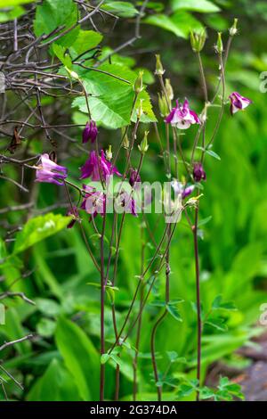 Flowers aquilegia or catchment close-up beautiful and delicate Stock ...