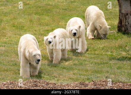 Polar bear Flocke and her three cubs in the second Project Polar ...