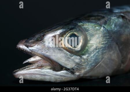 Head of a mackerel (Scomber scombrus), Germany Stock Photo - Alamy