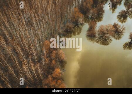 Flooded woodland from drone pov, aerial photography of forest landscape ...