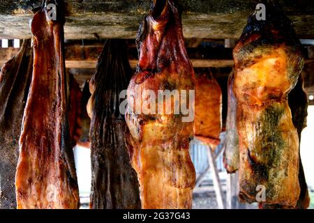 Greenland shark (Somniosus microcephalus) hung up to dry, ice shark ...