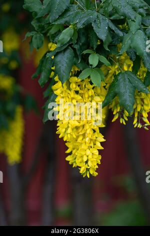 Common Laburnum tree close up of flowers leaves Stock Photo - Alamy