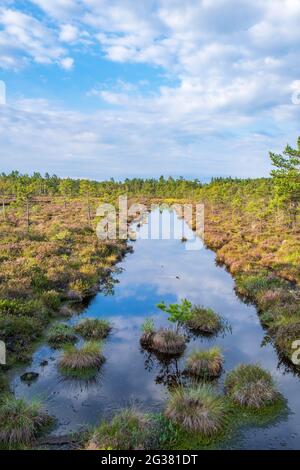 Water in a ditch on a peat bog Stock Photo - Alamy