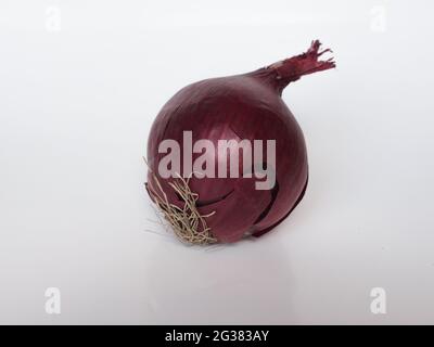 red onions (scientific name Allium cepa aka bulb onion or common onion ...