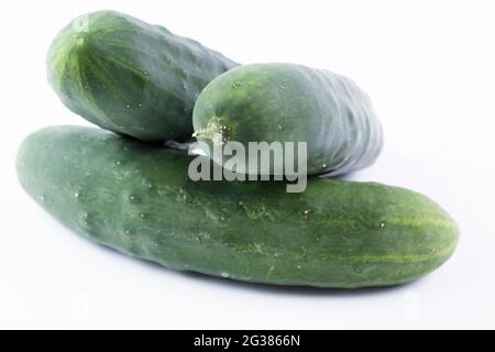 Cucumber. The cucumber (Cucumis sativus) is a widely-cultivated ...