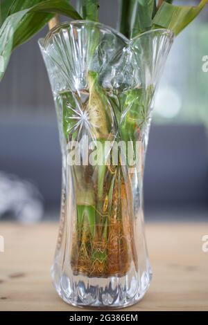 Closeup shot of lucky bamboo plants roots in a glass vase Stock Photo ...