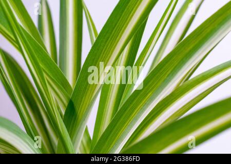 Chlorophytum Comosum, it also known as spider plant Stock Photo - Alamy