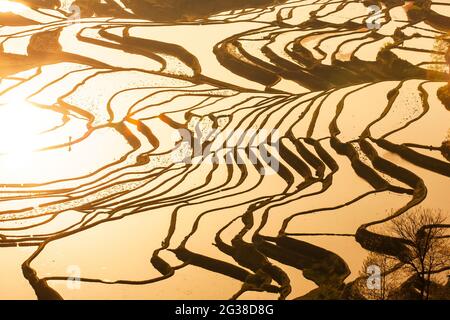 Aerial view of golden rice terraces at Mu cang chai town near Sapa city ...