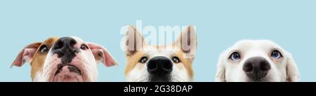 Banner close-up three dogs hiding and looking at camera. Isolated on ...