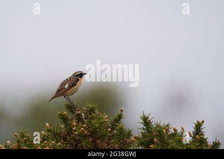 Whinchat, Saxicola rubetra, Glen Fruin, Argyll, Scotland, UK Stock ...
