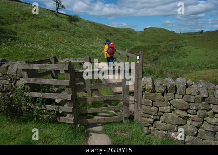 Gate at a field wall along Hadrian's Wall Path with the omnipresent ...