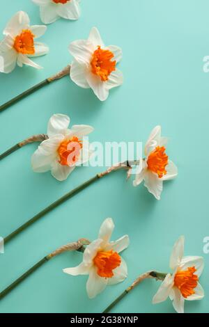 Top view of many blooming daffodils Stock Photo - Alamy