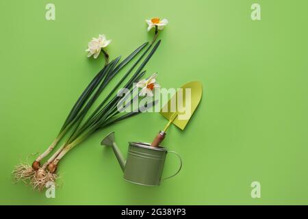 Shovel and beautiful blooming daffodil plants on color background Stock ...