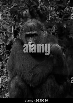 Grayscale of a big monkey Stock Photo - Alamy
