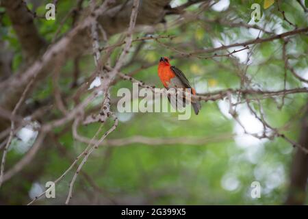 Red fody bird in Mauritius Stock Photo - Alamy