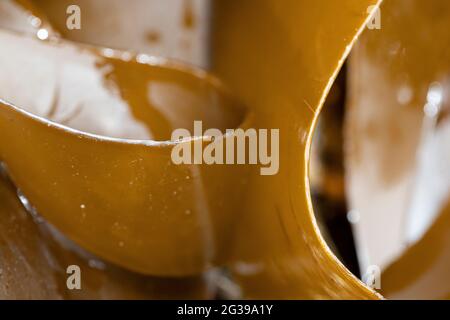 Brown kelp closeup Stock Photo - Alamy