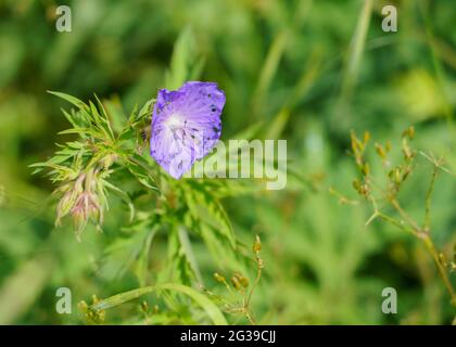 A closeup of beautiful meadow crane's-bill flowers Stock Photo - Alamy