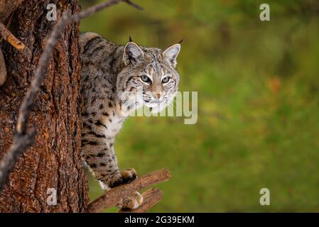 Bobcat in Arizona Stock Photo - Alamy