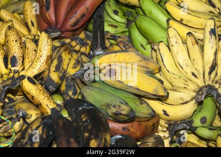 Bunch of bananas in Guatemala Stock Photo - Alamy