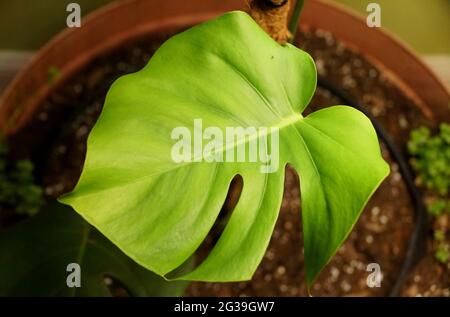 Close up of a small fenestrated green leaf of Monstera Deliciosa Stock ...
