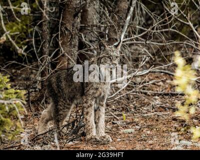 Lynx (wildcat, bobcat) hunting a hare in the canadian wilderness Stock ...