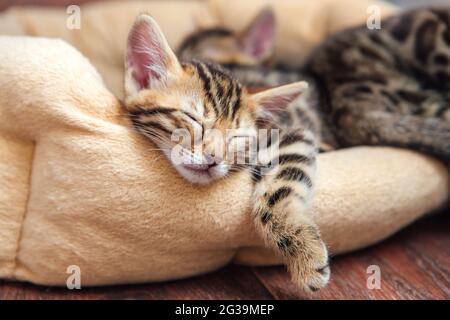 Closee-up face of cute bengal one month old kitten laying on the cat's ...