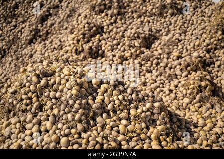 Local people are picking vegetables into storage and transport work, in ...