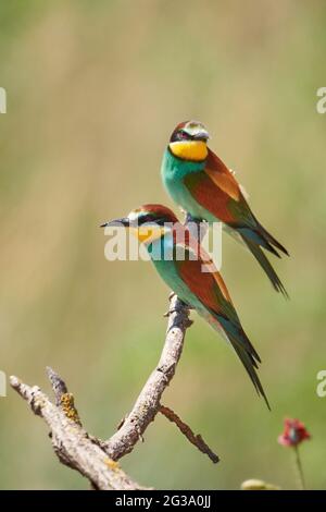 A selective focus of two birds perched on a tree Stock Photo - Alamy