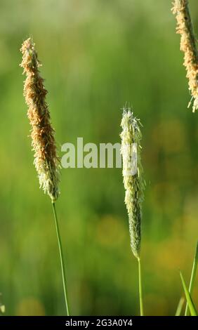 Foxtail Foxtails Alopecurus pratensis Grass Grasses Close up Close ...