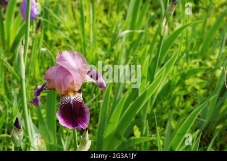 A gorgeous multi-colored iris flower in purple tones on a flower bed in ...