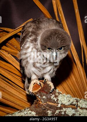 At Geckoes Wildlife - Barking Owl Stock Photo - Alamy