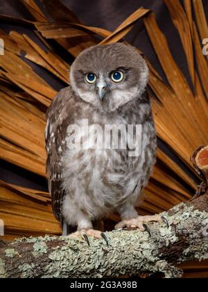 At Geckoes Wildlife - Barking Owl Stock Photo - Alamy
