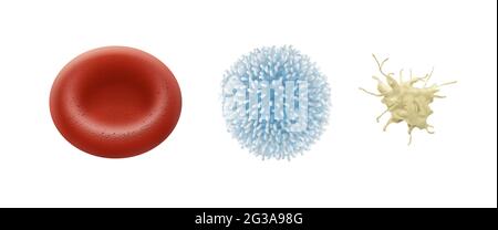 Monocyte white blood cell in a blood smear, computer illustration ...