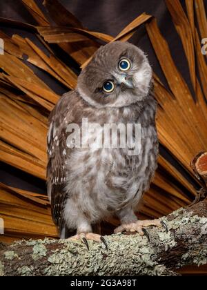 At Geckoes Wildlife - Barking Owl Stock Photo - Alamy