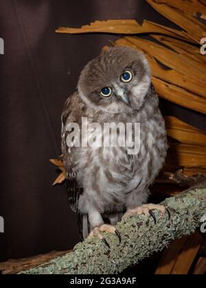 At Geckoes Wildlife - Barking Owl Stock Photo - Alamy