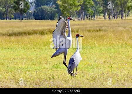 Large and beautiful Australian bird, Brolga, Grus rubicunda, Native ...
