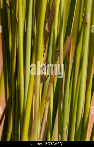Eastern Sedge Frogs at Mt Coot-Tha Library "Frog Ponds Stock Photo - Alamy
