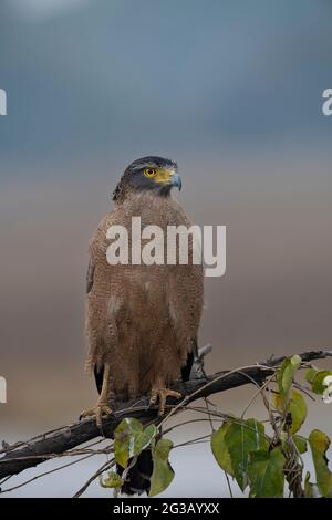 Serpent eagle with snake kill Stock Photo - Alamy