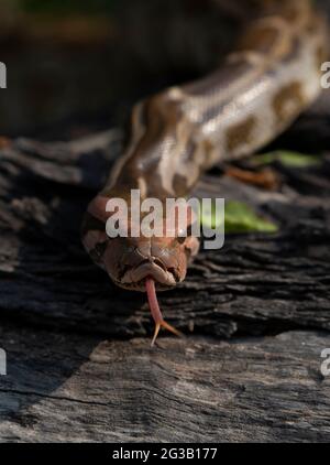 Rock python potrait Stock Photo - Alamy