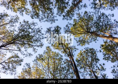 plantation of pine trees on the tropical island of Mauritius with a ...