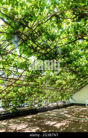 The Great Vine at Hampton Court Palace, Richmond, London, UK Stock ...