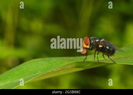 A blow fly regurgitating pink bubble fluid Stock Photo - Alamy
