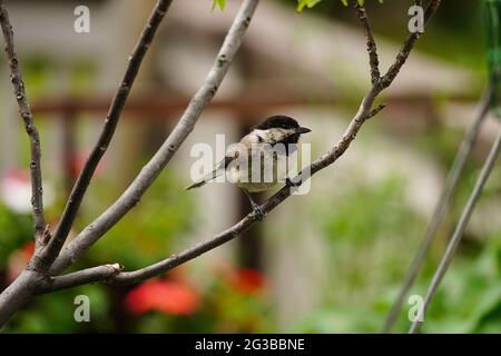 Black Capped Chickadee - Summer backyard birds, selective focus Stock ...