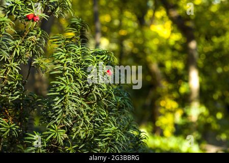 Yaw tree leaves at sunlight Stock Photo - Alamy