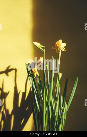 Bright Daffodils Bloom Under the Spring Sun in a Serene Garden Setting ...