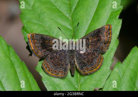 Northern Metalmark, Calephelis borealis Stock Photo - Alamy