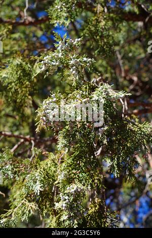View of a one-seed juniper tree in Colorado, United States Stock Photo ...