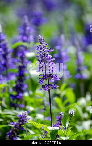 Close up bokeh shot of a lavender flower in full bloom in Valensole ...